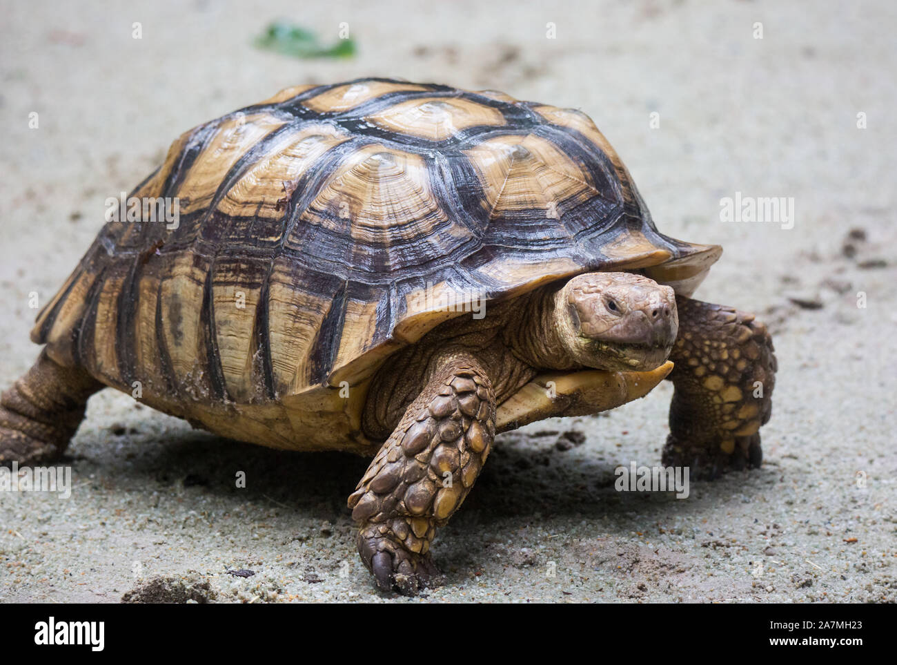 Closeup portrait of Galapagos giant tortoise ,Chelonoidis nigra, with ...