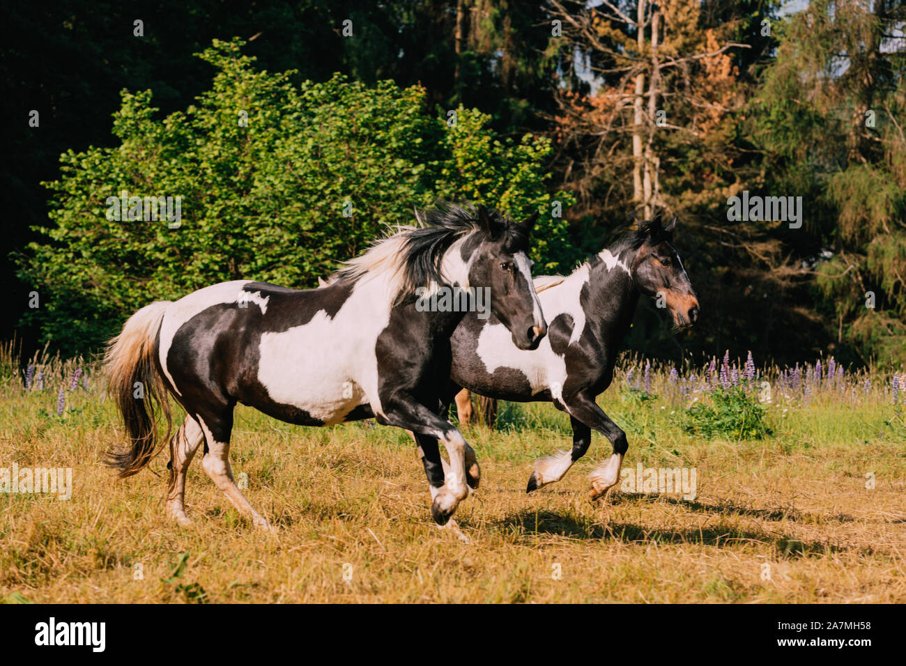 western horse outside shot from the side Stock Photo - Alamy