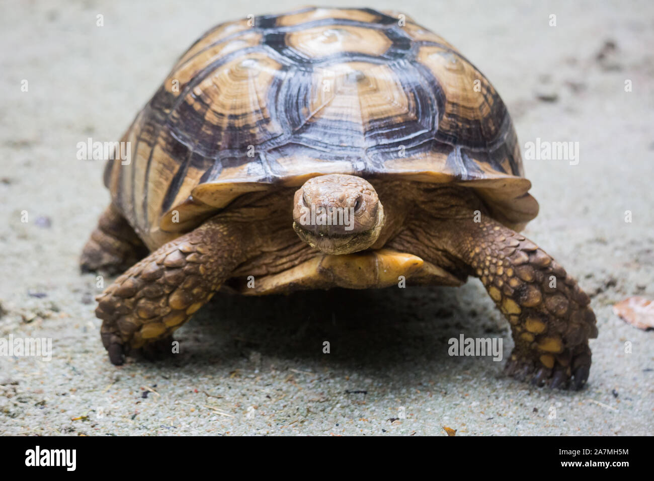 Closeup portrait of Galapagos giant tortoise ,Chelonoidis nigra, with ...