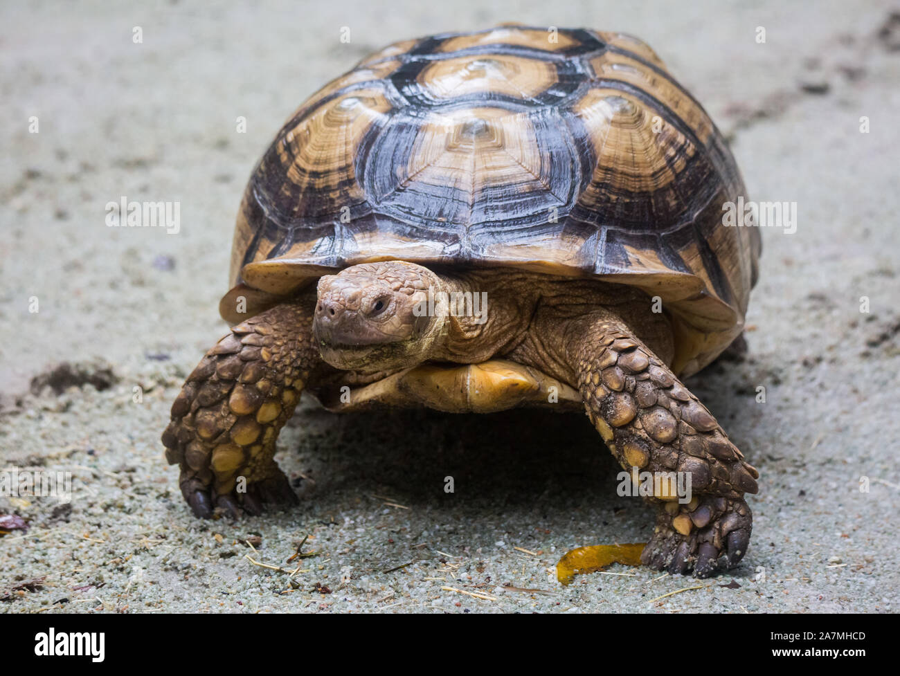 Closeup portrait of Galapagos giant tortoise ,Chelonoidis nigra, with ...