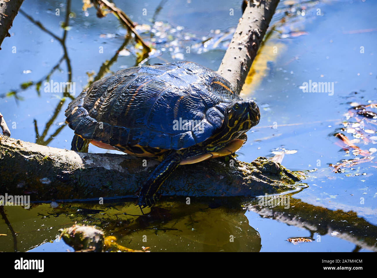 Yellow-bellied slider turtle (Trachemys scripta scripta) Warming Up ...