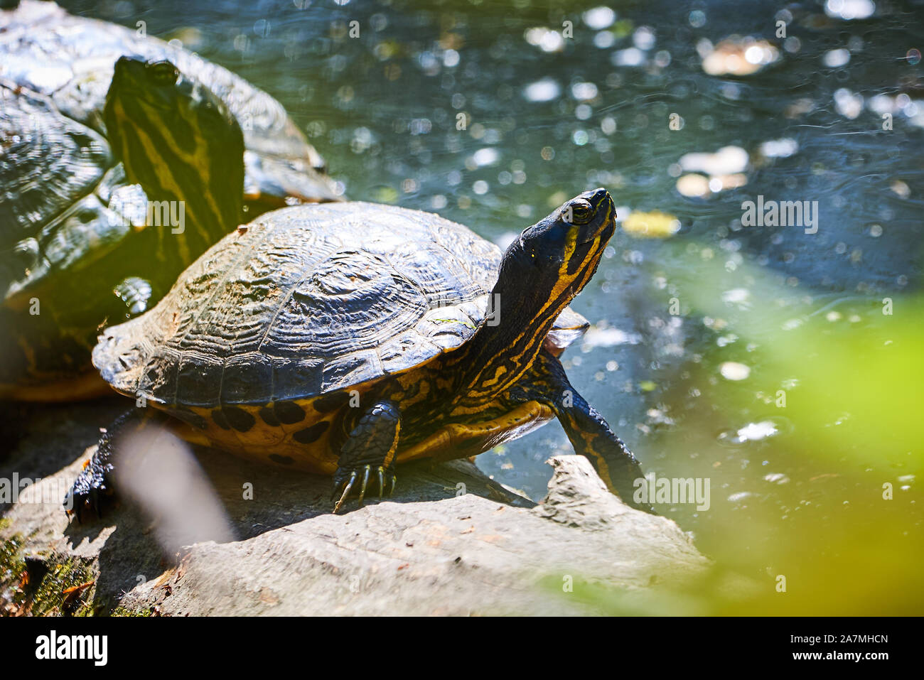Yellow bellied slider underwater hi-res stock photography and images ...