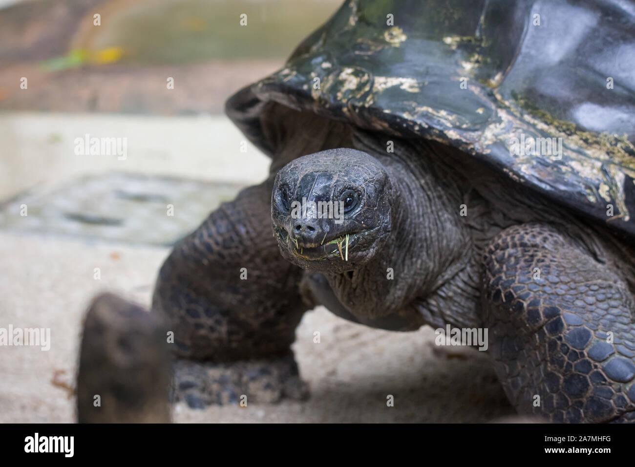 Closeup portrait of Galapagos giant tortoise ,Chelonoidis nigra, with ...