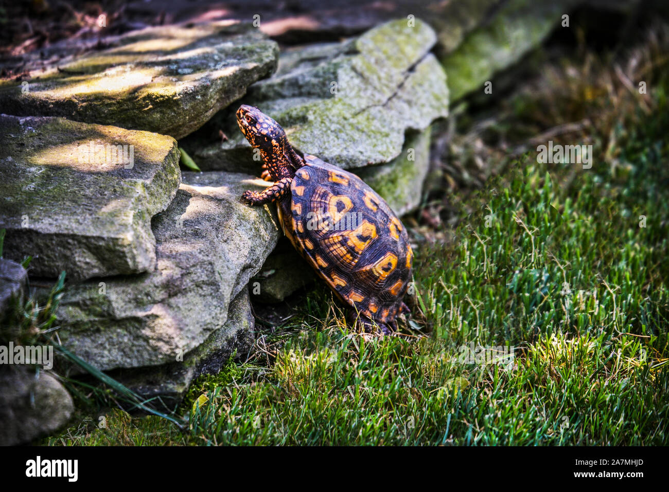 American Box Turtle High Resolution Stock Photography and Images - Alamy