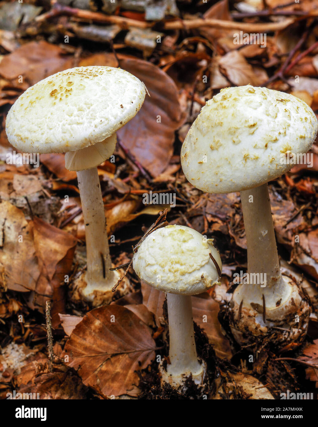 False death cap mushroom (Amanita citrina Stock Photo - Alamy