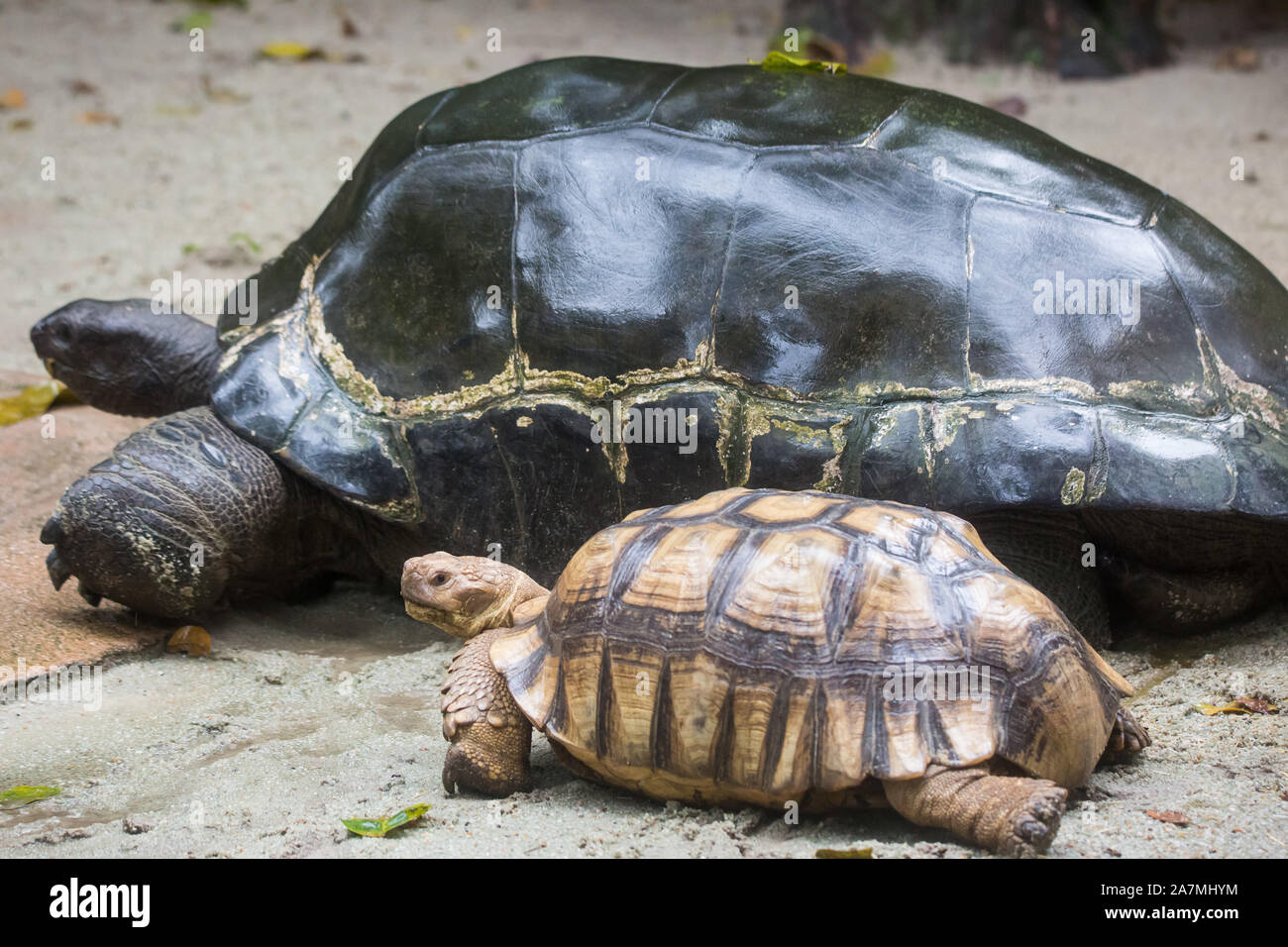 Closeup portrait of two Galapagos giant tortoise ,Chelonoidis nigra ...
