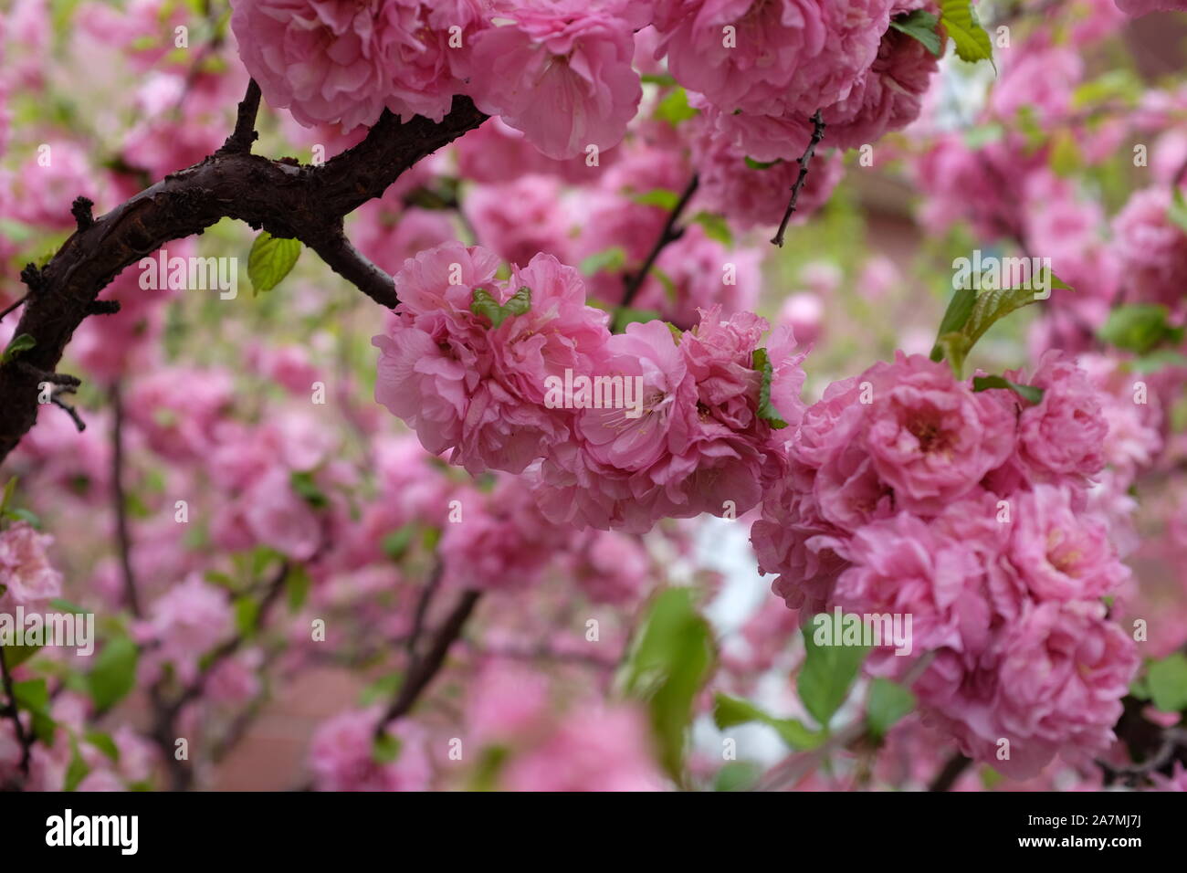 Spring holiday nature china hi-res stock photography and images - Alamy