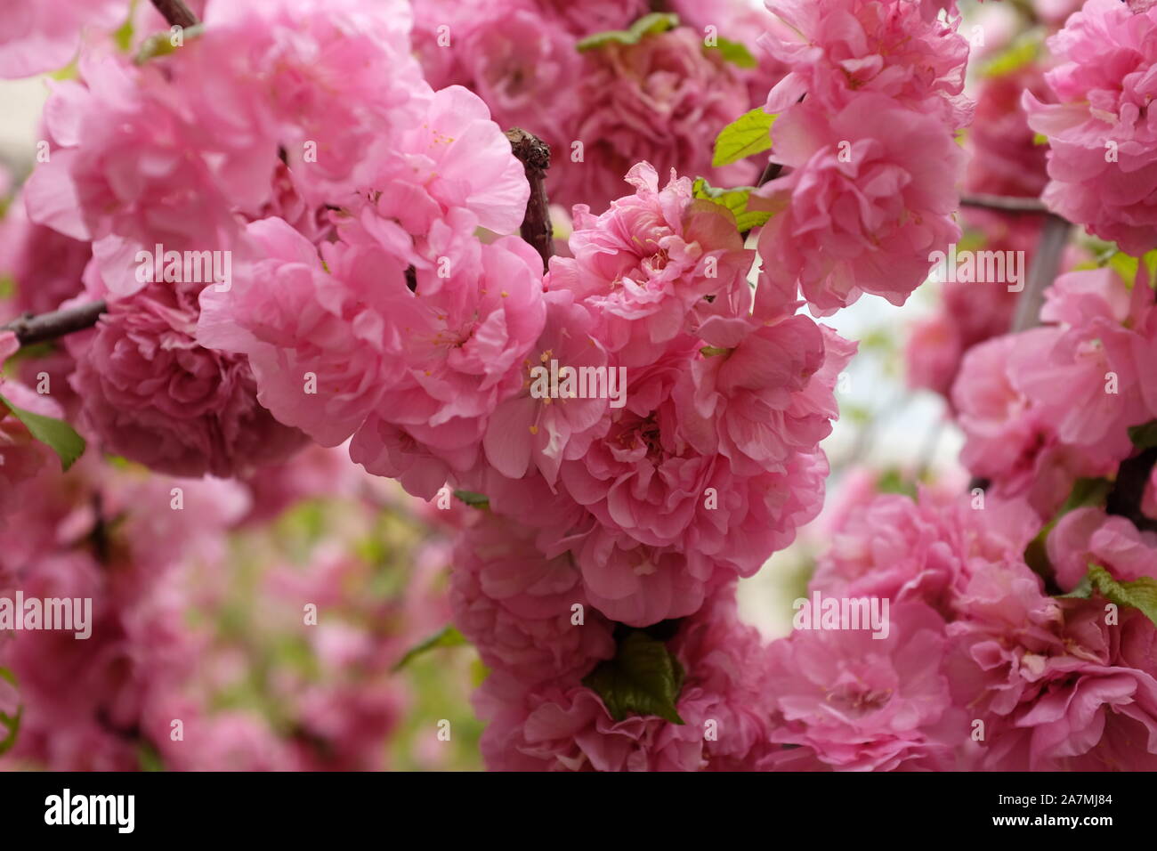 Spring holiday nature china hi-res stock photography and images - Alamy