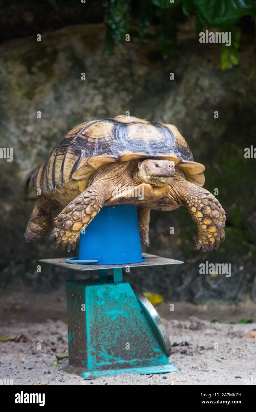 Galapagos giant tortoise ,Chelonoidis nigra, with powerful paws, bright ...