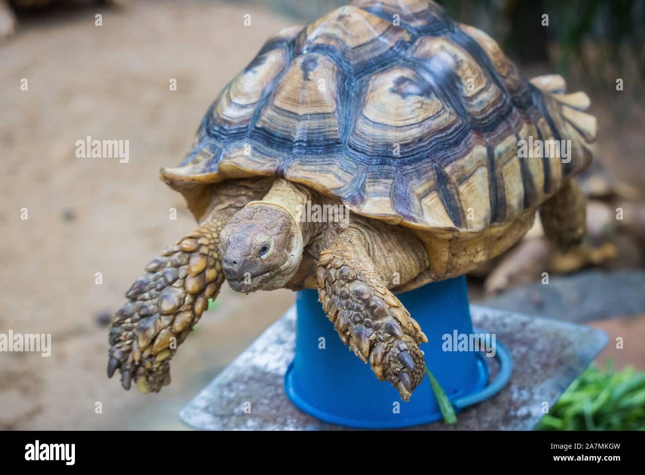 Galapagos giant tortoise ,Chelonoidis nigra, with powerful paws, bright ...