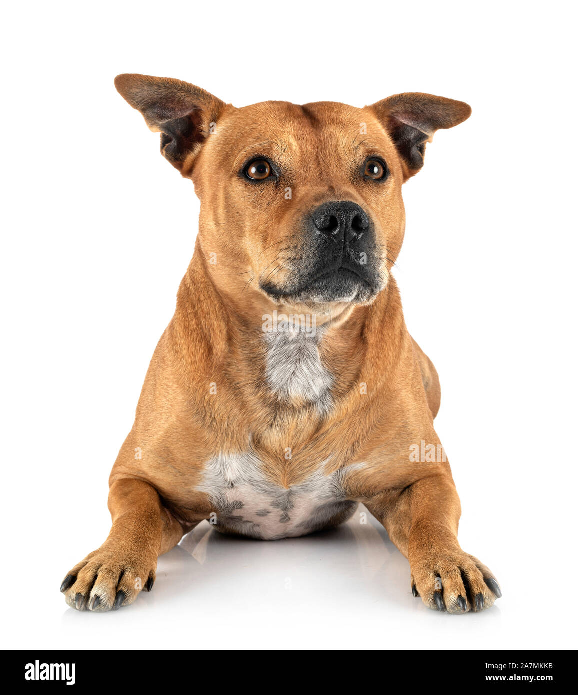 staffordshire bull terrier in front of white background Stock Photo - Alamy