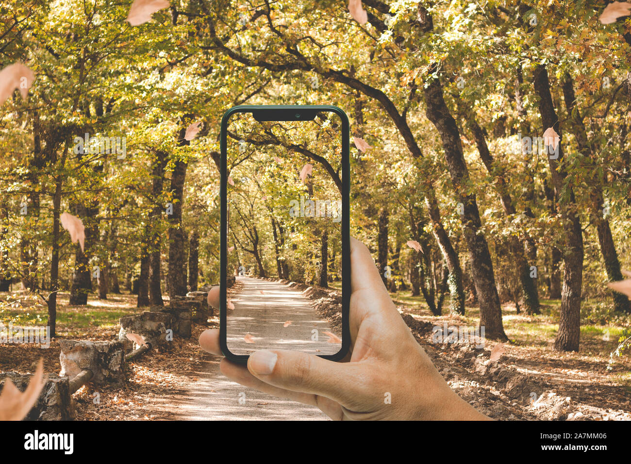 Hand holding a black smartphone while taking a picture of a forest in ...