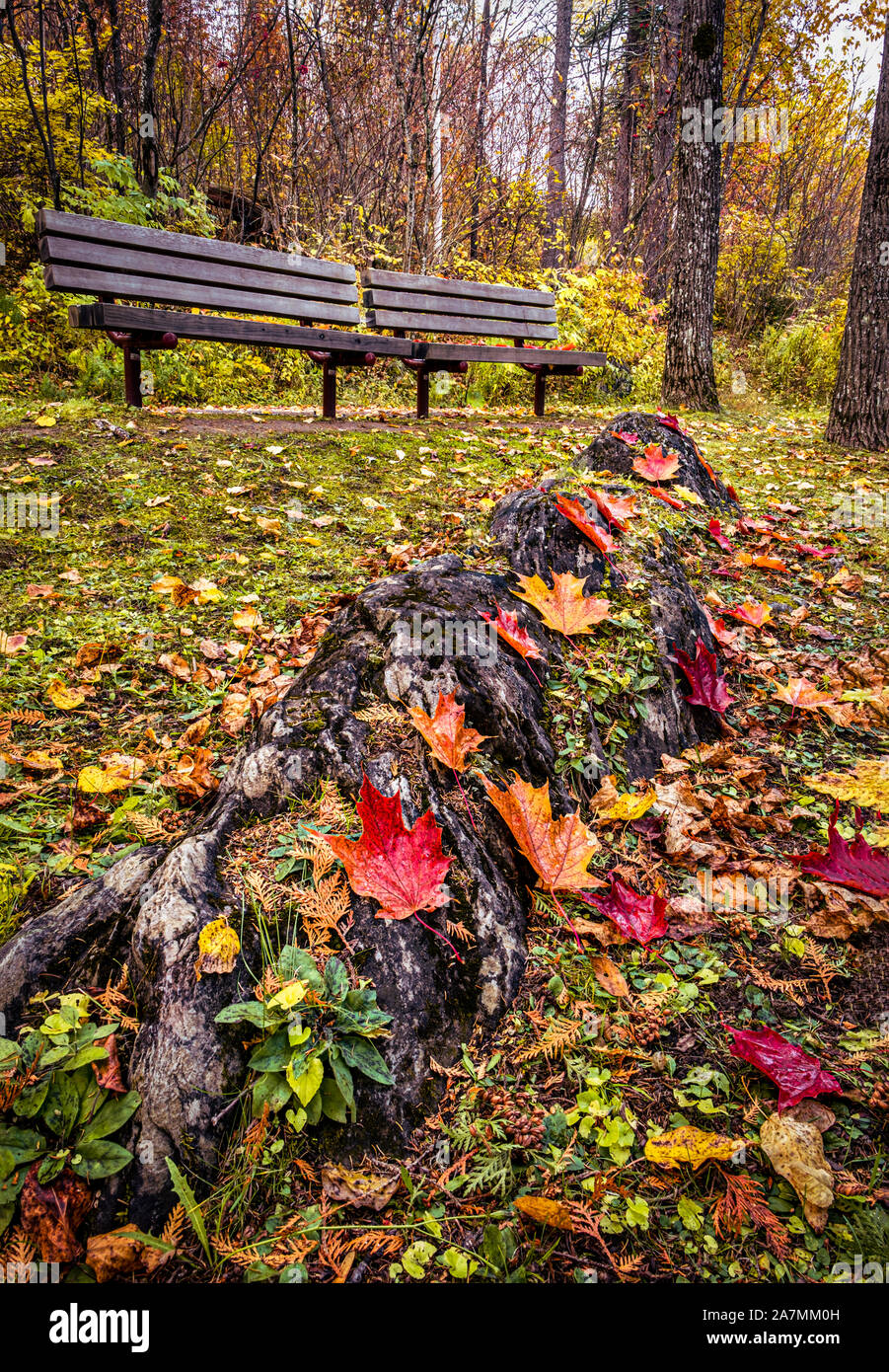 Maple Leaves with Park Bench Stock Photo - Alamy