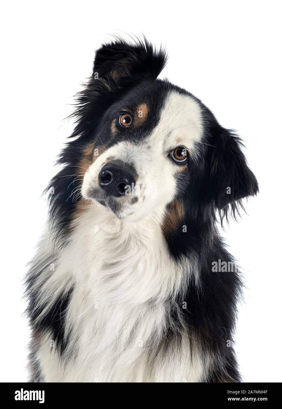 australian shepherd in front of white background Stock Photo - Alamy