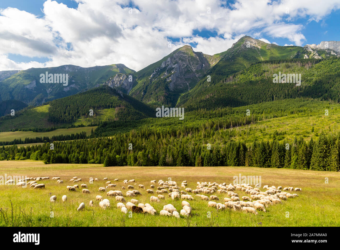 flock of sheep in Belianske tatras mountains, Slovakia Stock Photo - Alamy