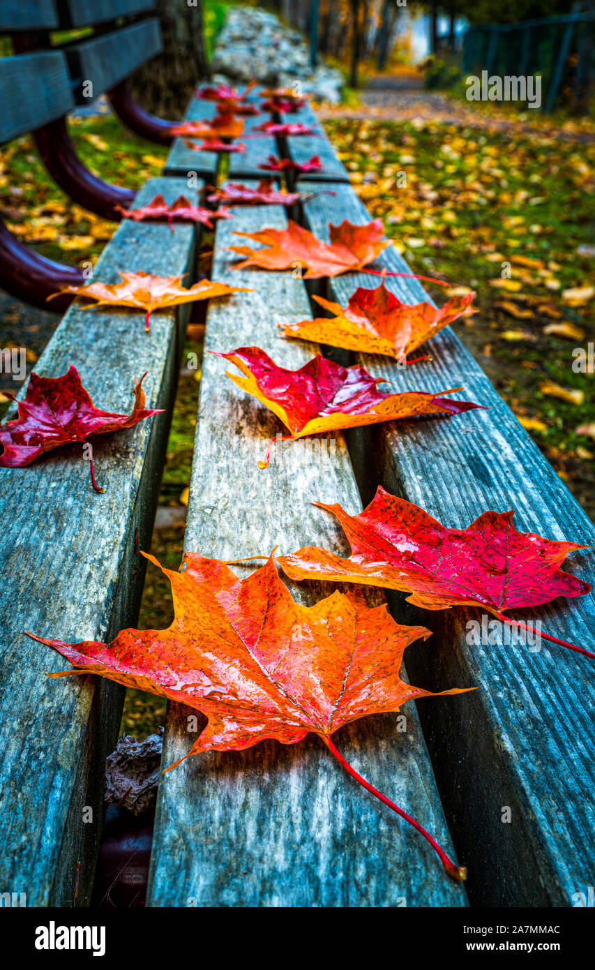 Red fall leaves bench hi-res stock photography and images - Alamy