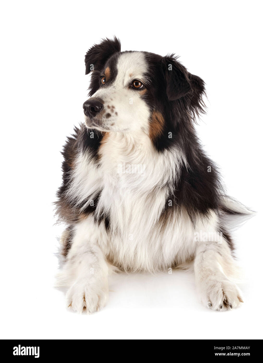 australian shepherd in front of white background Stock Photo - Alamy