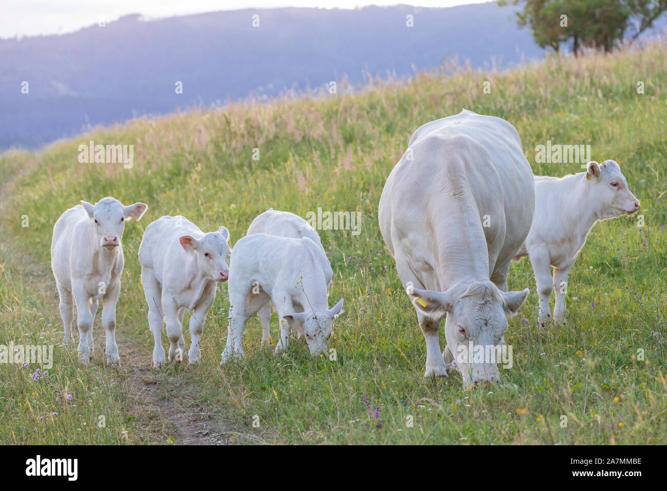 Region spis hi-res stock photography and images - Alamy