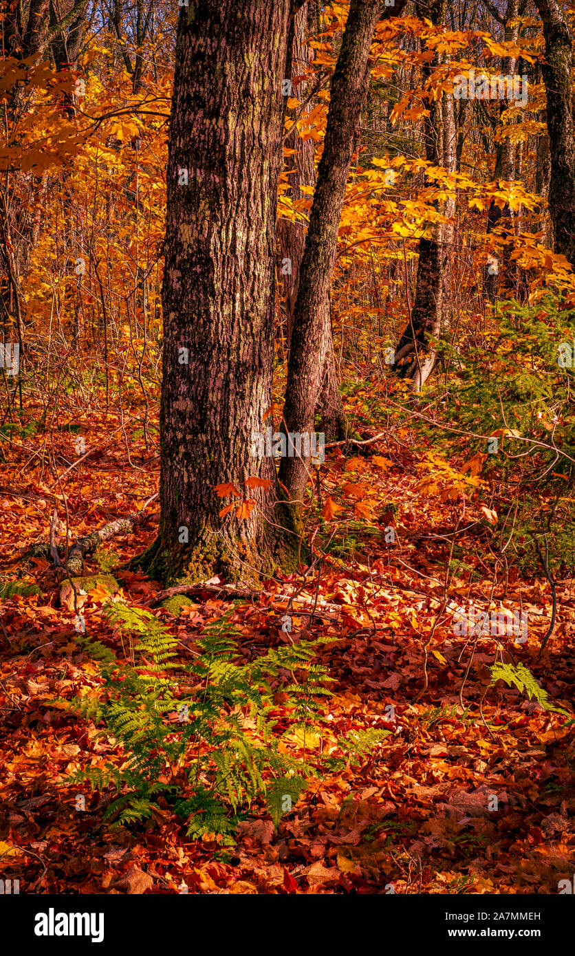 Canadian Maple Trees Stock Photo - Alamy