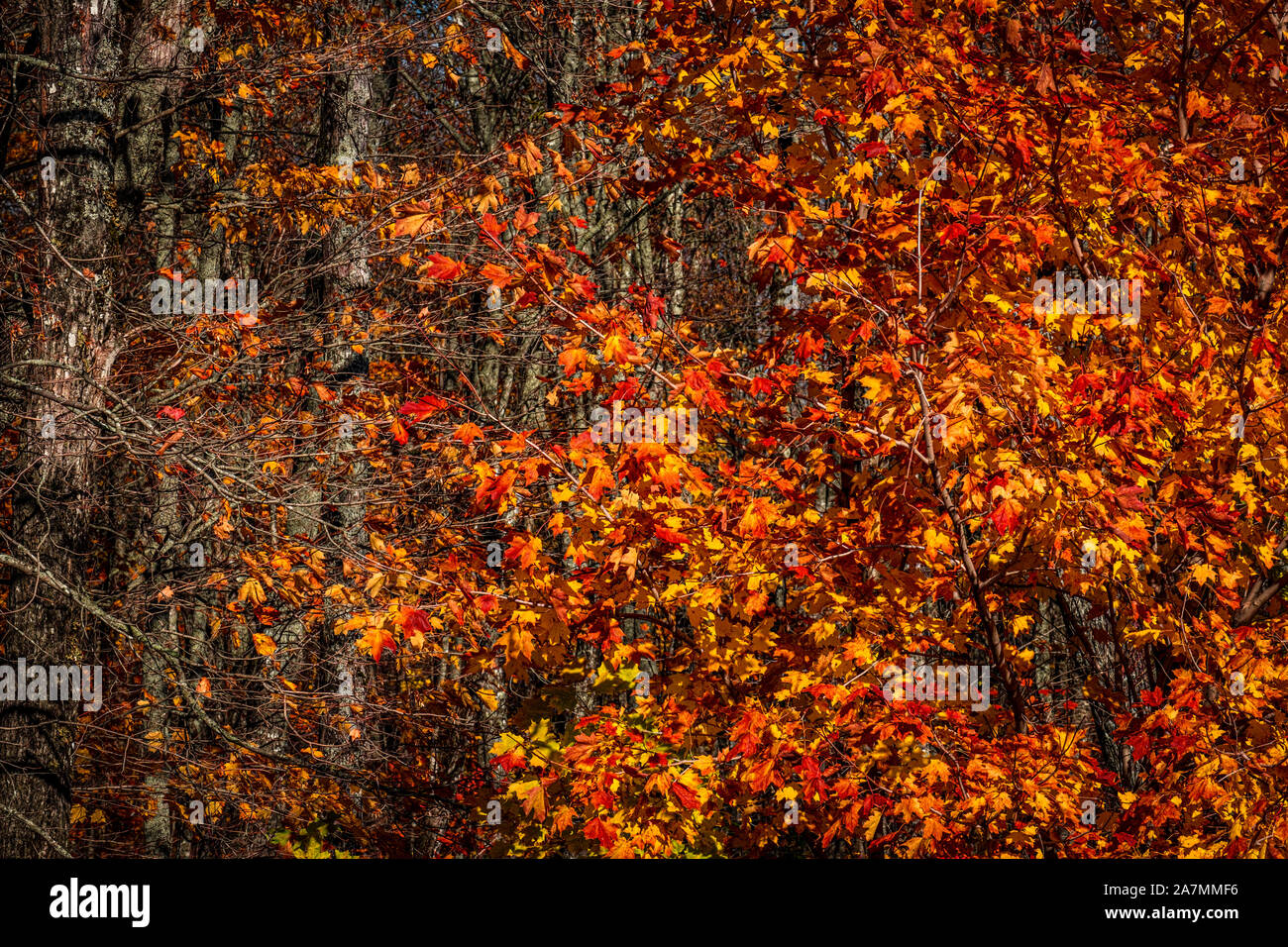 Canadian Maple Trees High Resolution Stock Photography and Images - Alamy