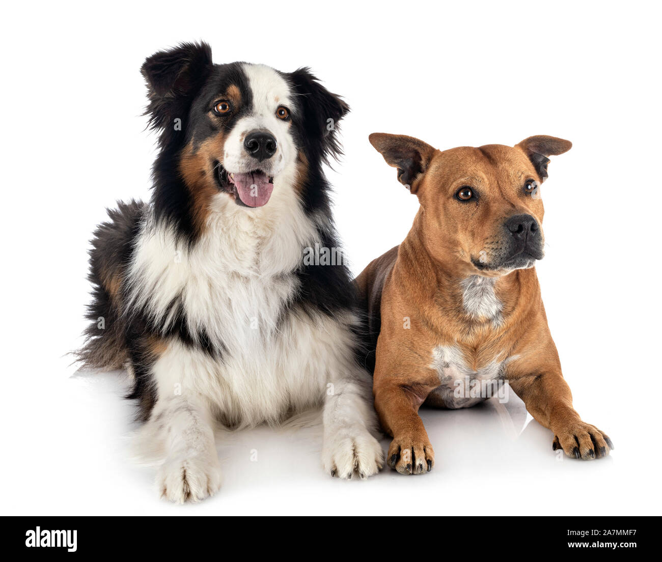 australian shepherd and staffie in front of white background Stock ...