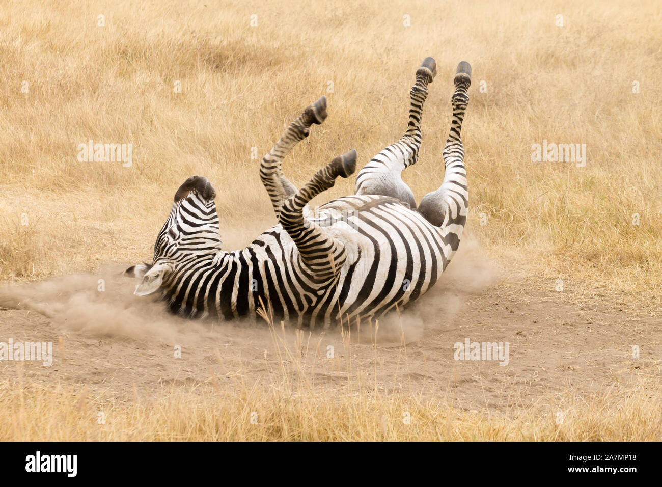 Zebra that is rolling on the ground. Ngorongoro crater, Tanzania ...