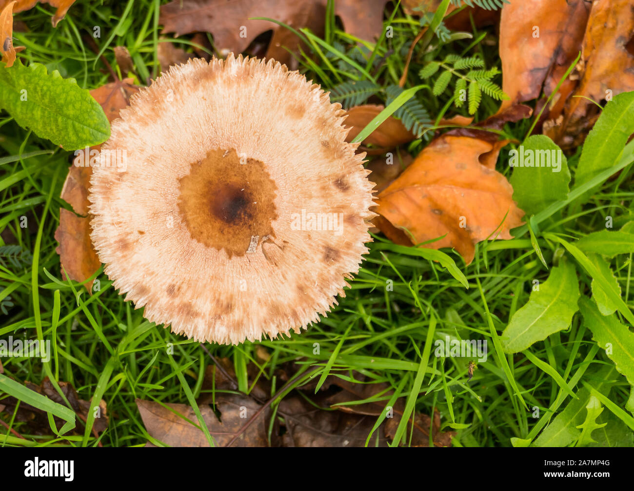 Amanita phalloides death cap mushroom hi-res stock photography and ...