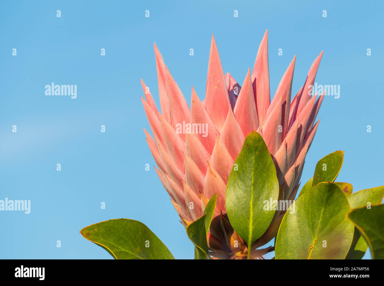 giant protea flower opening to the sun protea Cynaroides Stock Photo ...