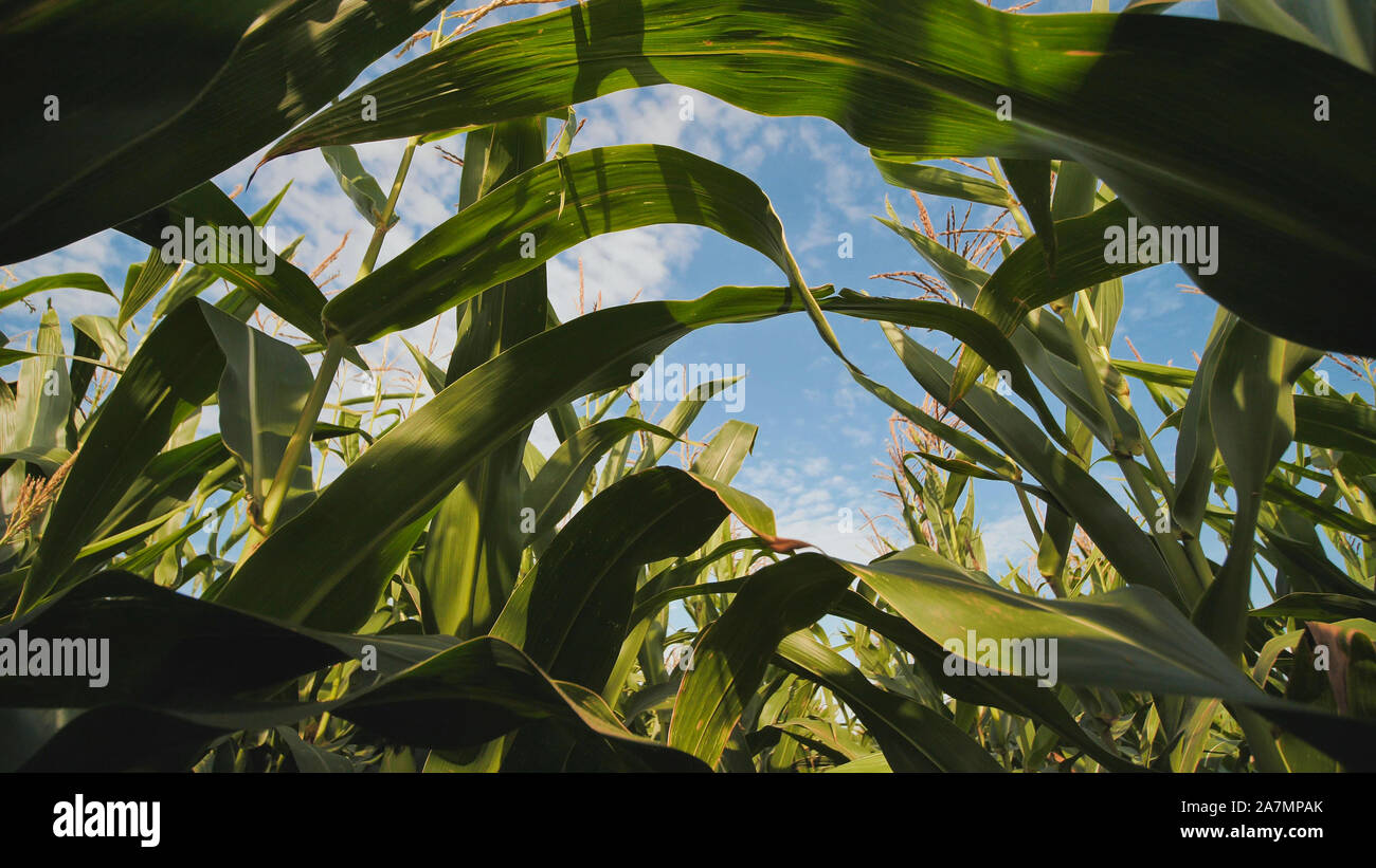 Leaves of corn growing in the field Stock Photo - Alamy