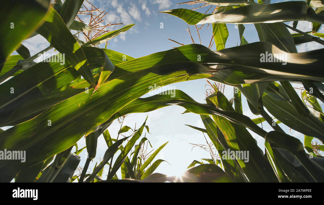 Leaves of corn growing in the field Stock Photo - Alamy