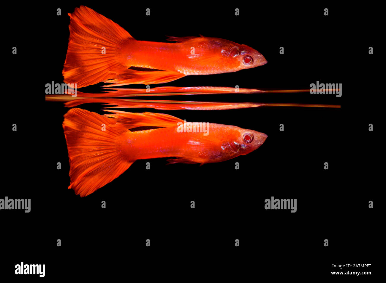 Albino red guppy Stock Photo - Alamy