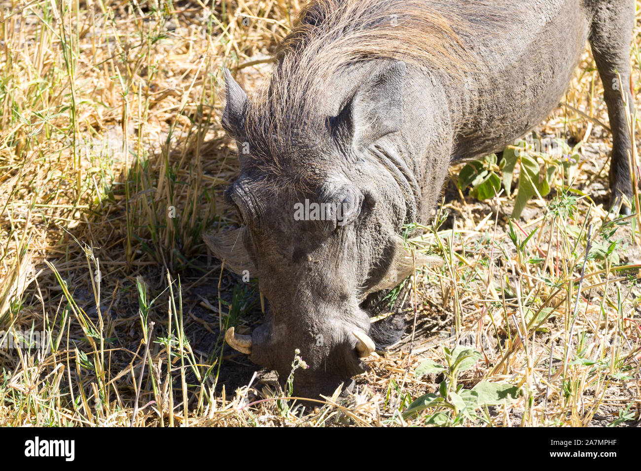 Warthog close up hi-res stock photography and images - Alamy