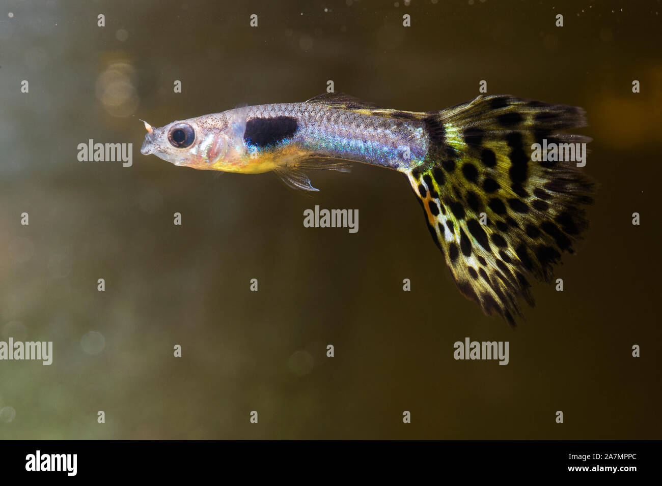 Guppy fish hi-res stock photography and images - Alamy