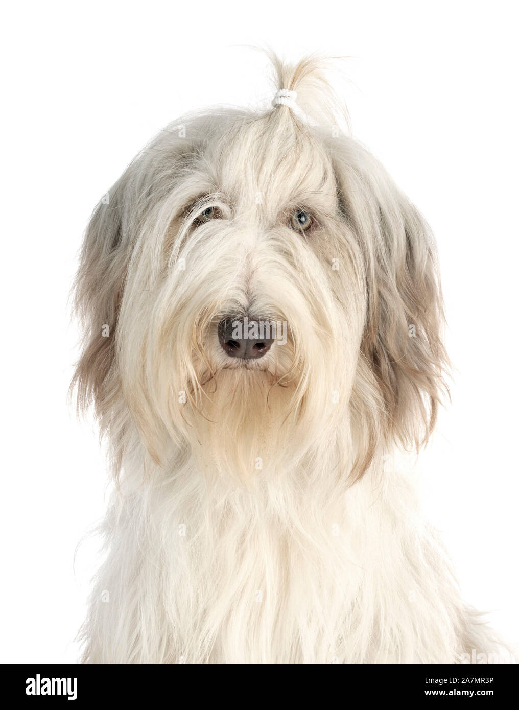 bearded collie in front of white background Stock Photo - Alamy