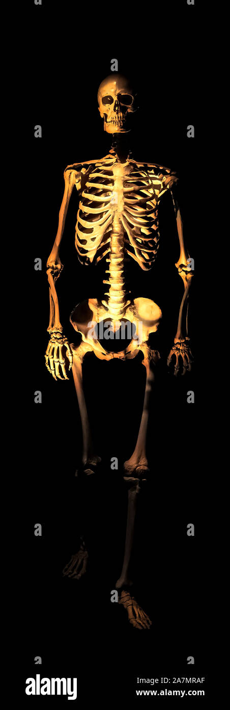 Human skeleton isolated on black background. Vertical photograph Stock ...