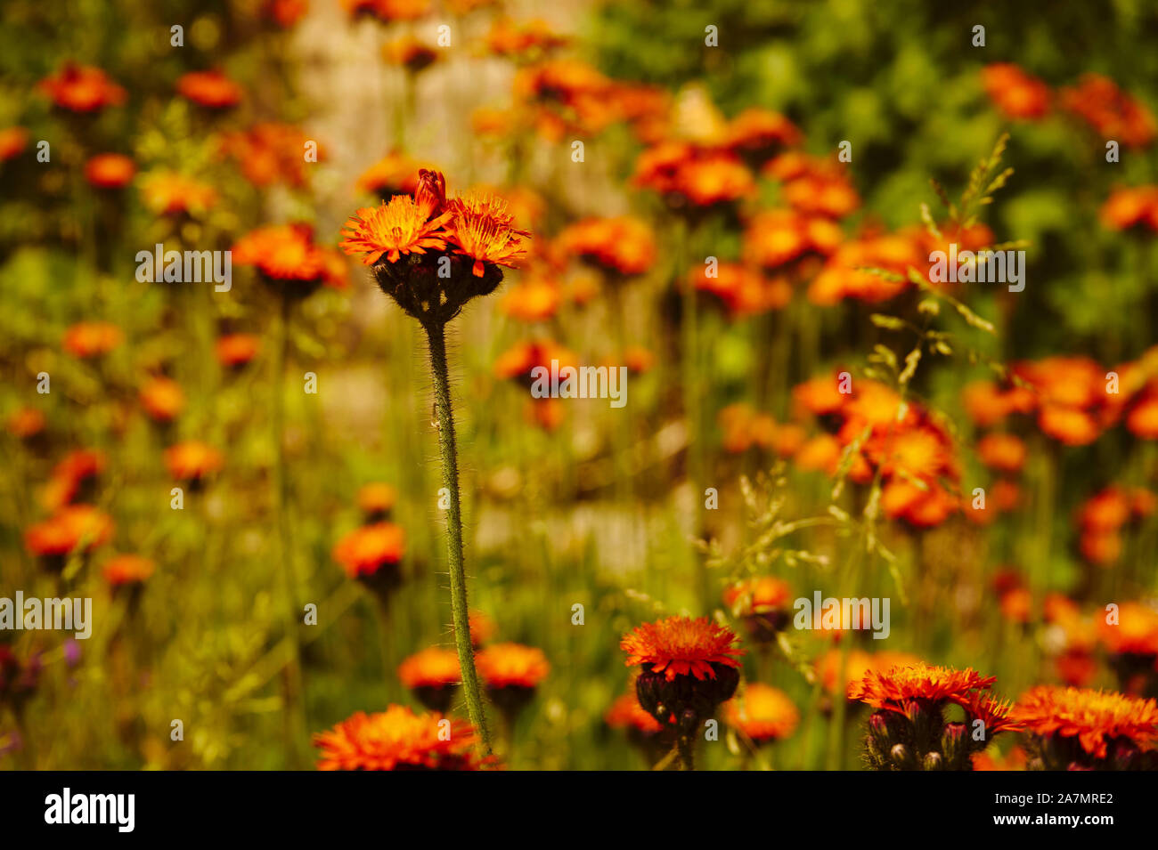 Pilosella hi-res stock photography and images - Alamy