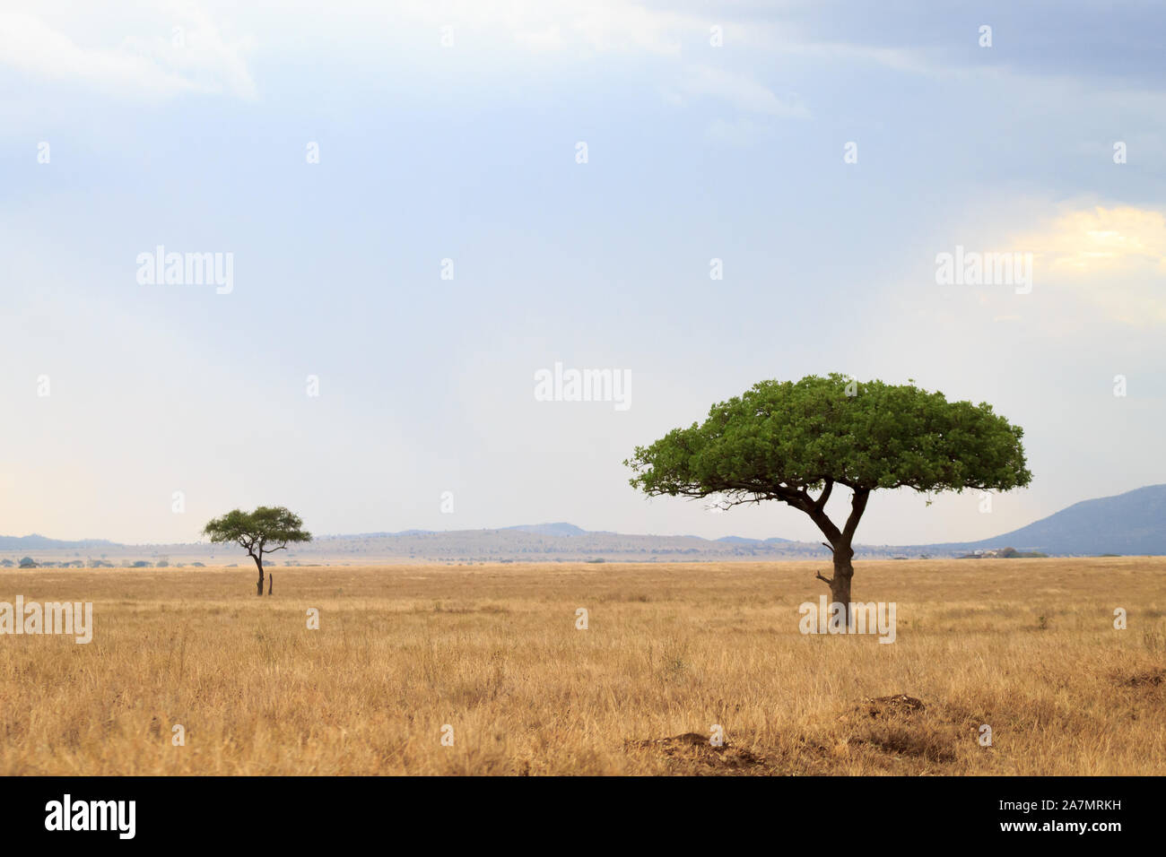 Serengeti National Park landscape, Tanzania, Africa. African panorama ...