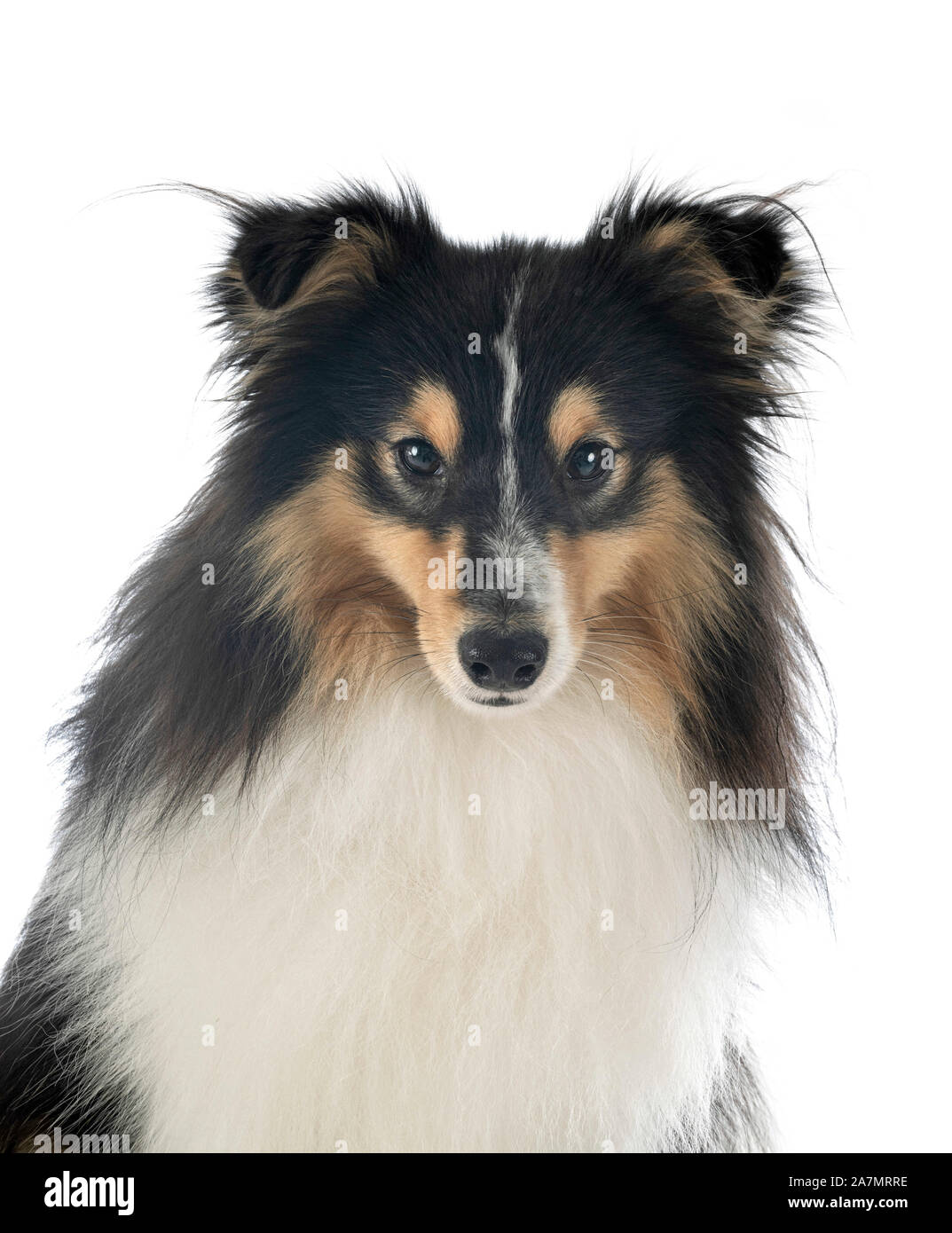 shetland sheepdog in front of white background Stock Photo - Alamy