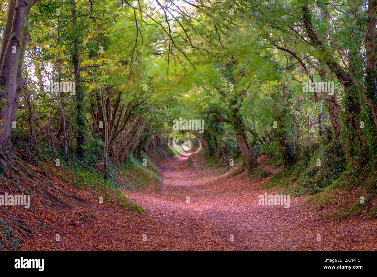 Halnaker hollow hi-res stock photography and images - Alamy