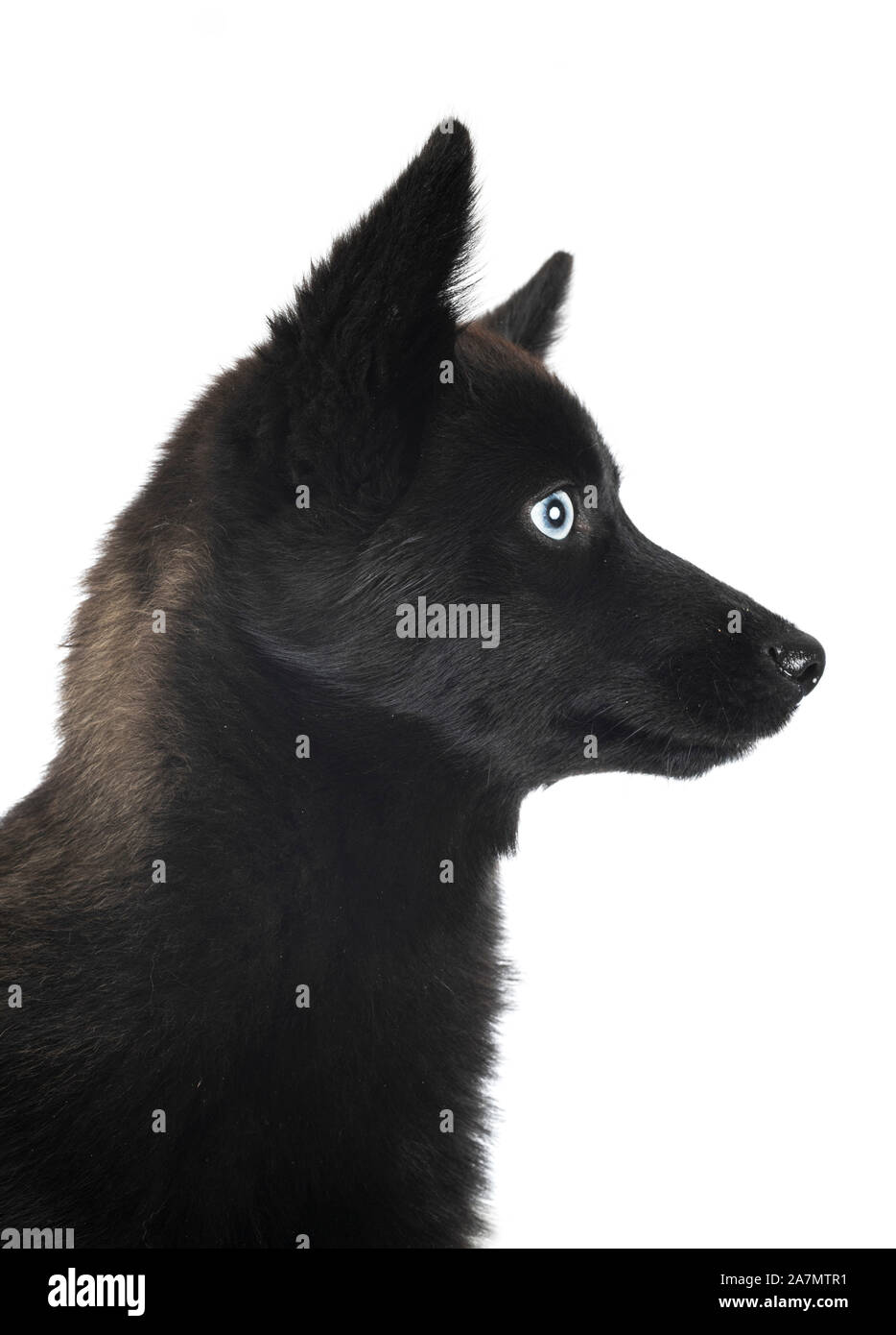 black pomsky in front of white background Stock Photo - Alamy