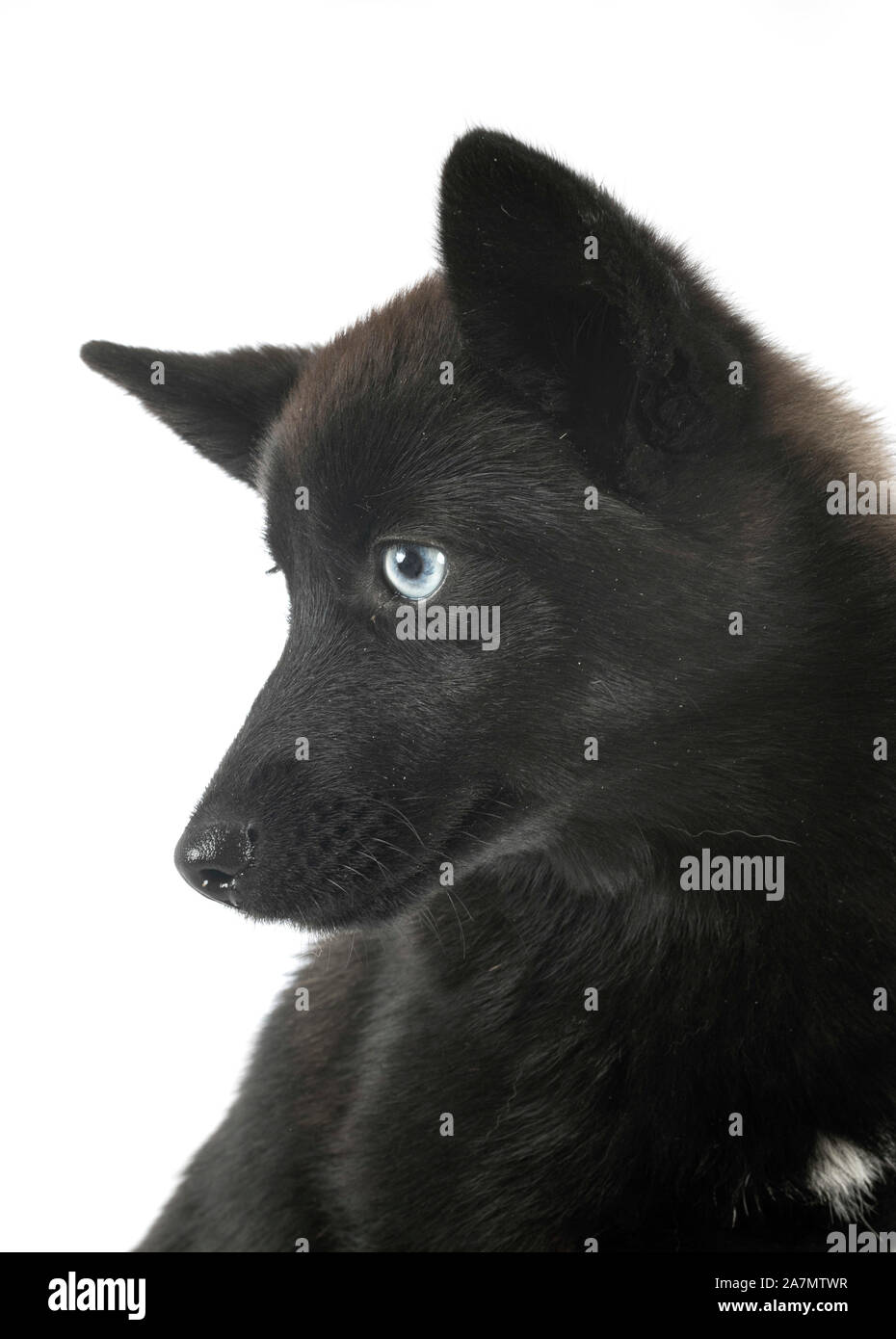 black pomsky in front of white background Stock Photo - Alamy