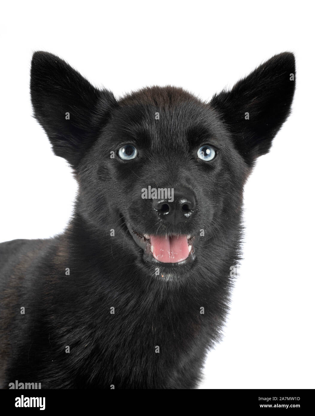 black pomsky in front of white background Stock Photo - Alamy