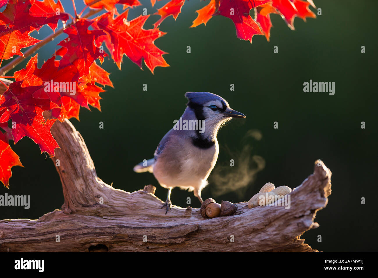 Blue jay in fall Stock Photo - Alamy