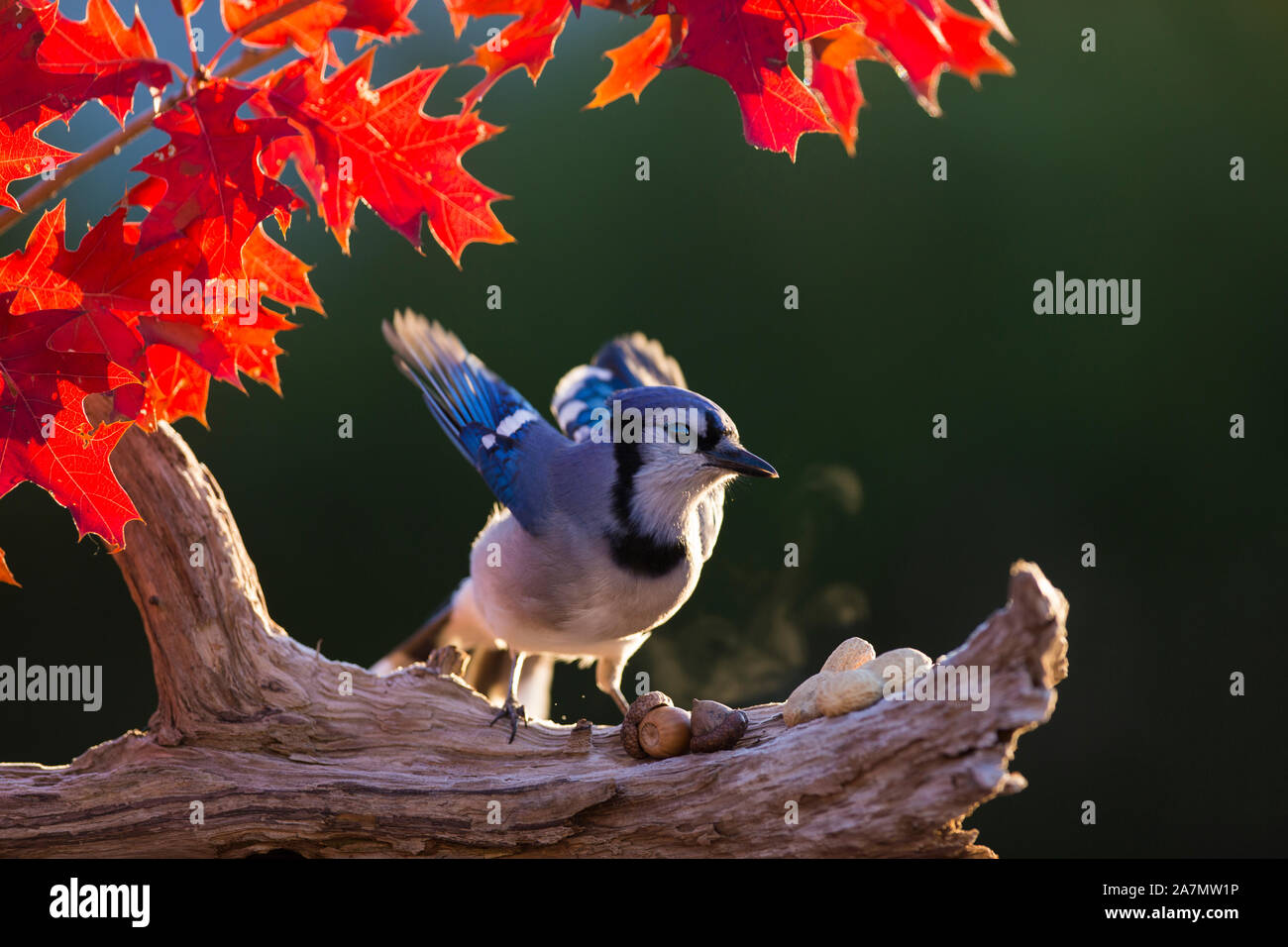 Blue jay in fall Stock Photo - Alamy