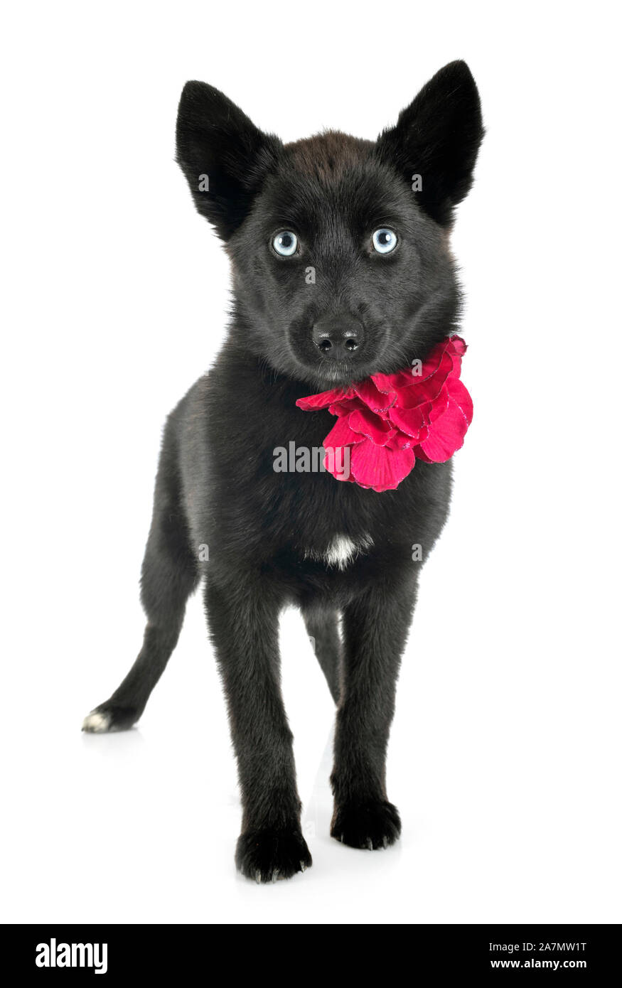 black pomsky in front of white background Stock Photo - Alamy