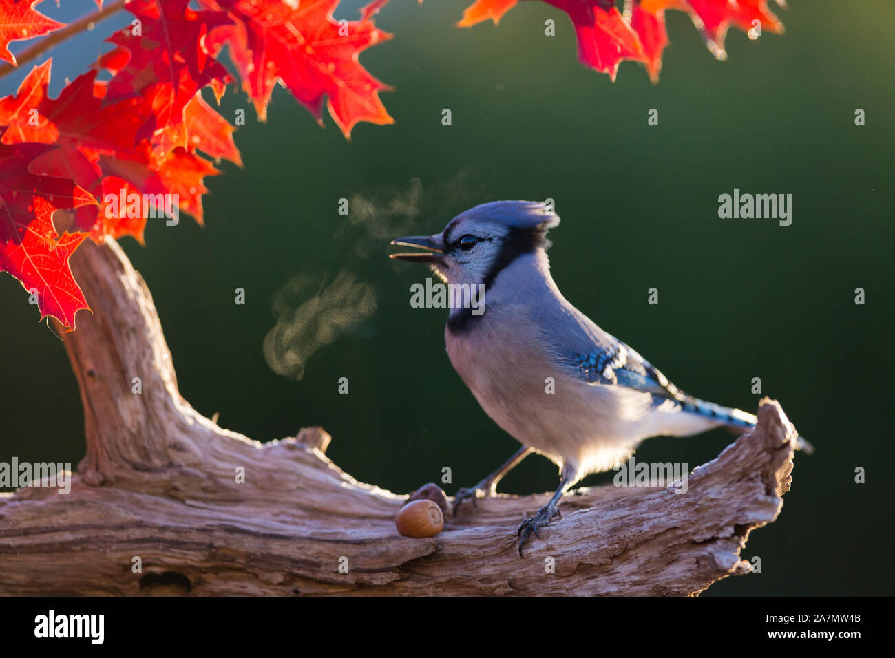 Blue jay in fall Stock Photo - Alamy