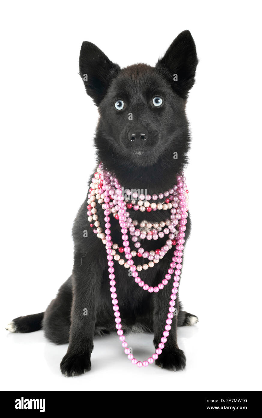 black pomsky in front of white background Stock Photo - Alamy