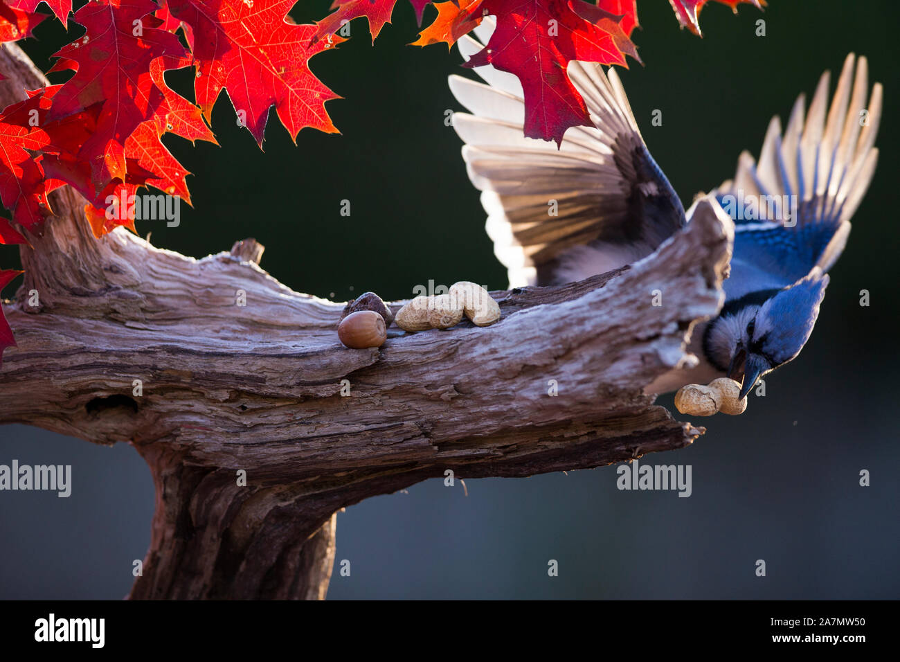 Blue jay in fall Stock Photo - Alamy