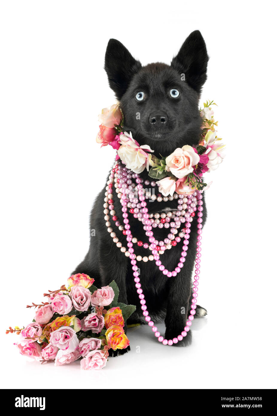 black pomsky in front of white background Stock Photo - Alamy