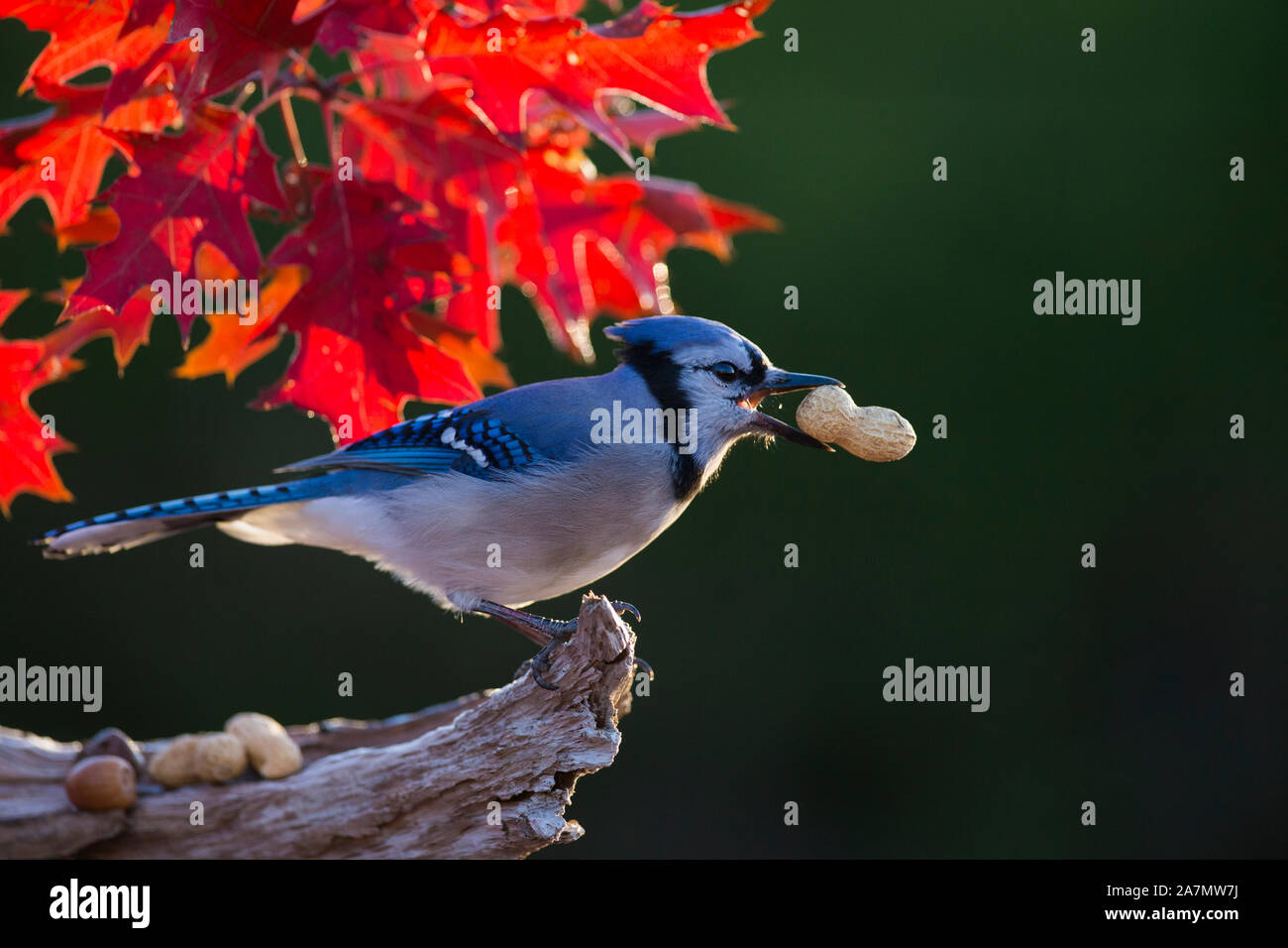 Blue jay in fall Stock Photo - Alamy